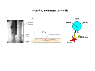 COGS 107B - Winter 2010 - Lecture 1 - Introduction & review of brain ...