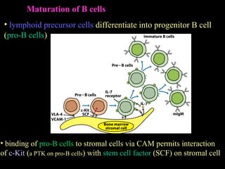 Lec 10 (B-cells memory immunology biotechnology).ppt