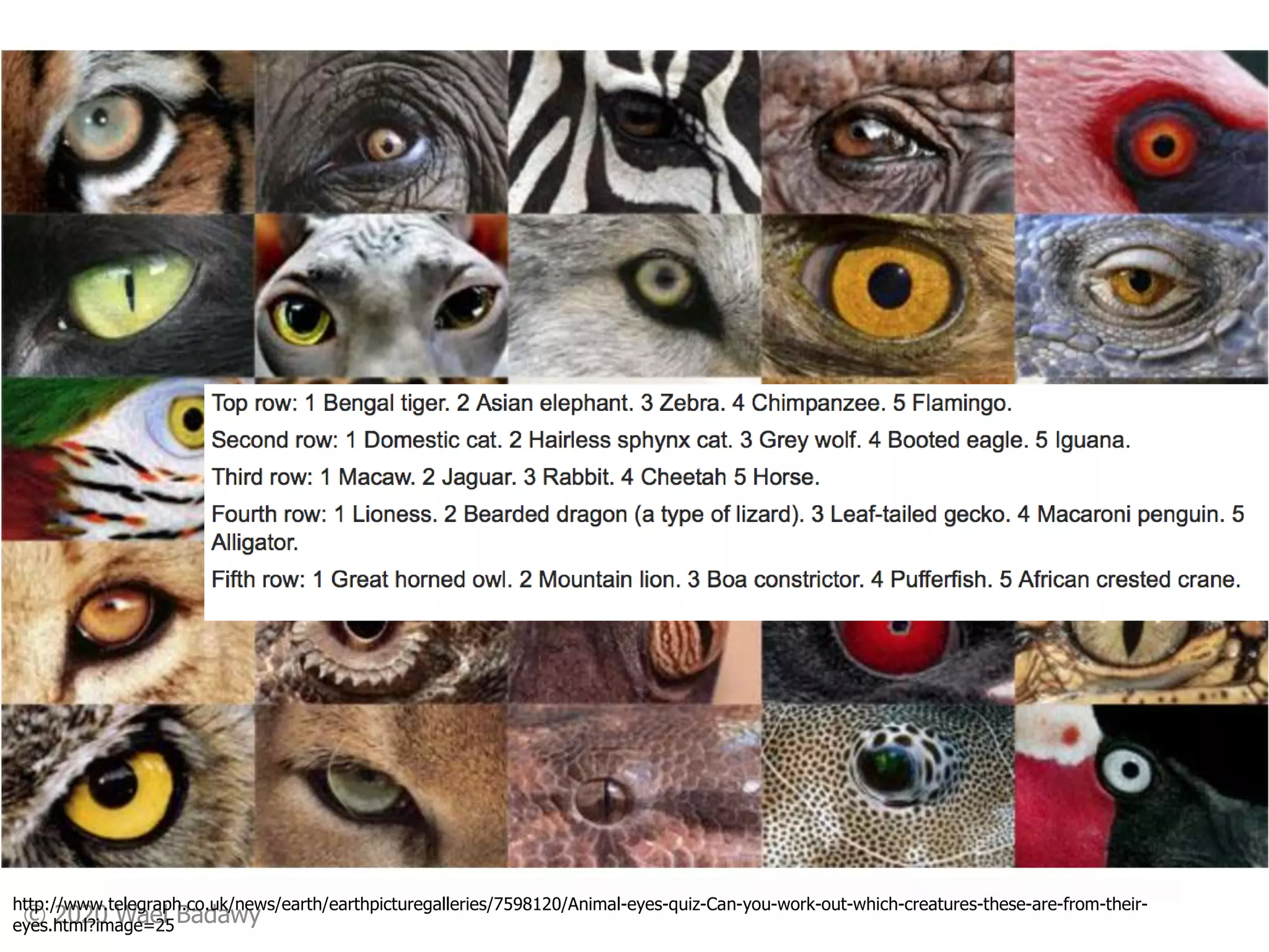 Computer Vision Cameras | PPTX