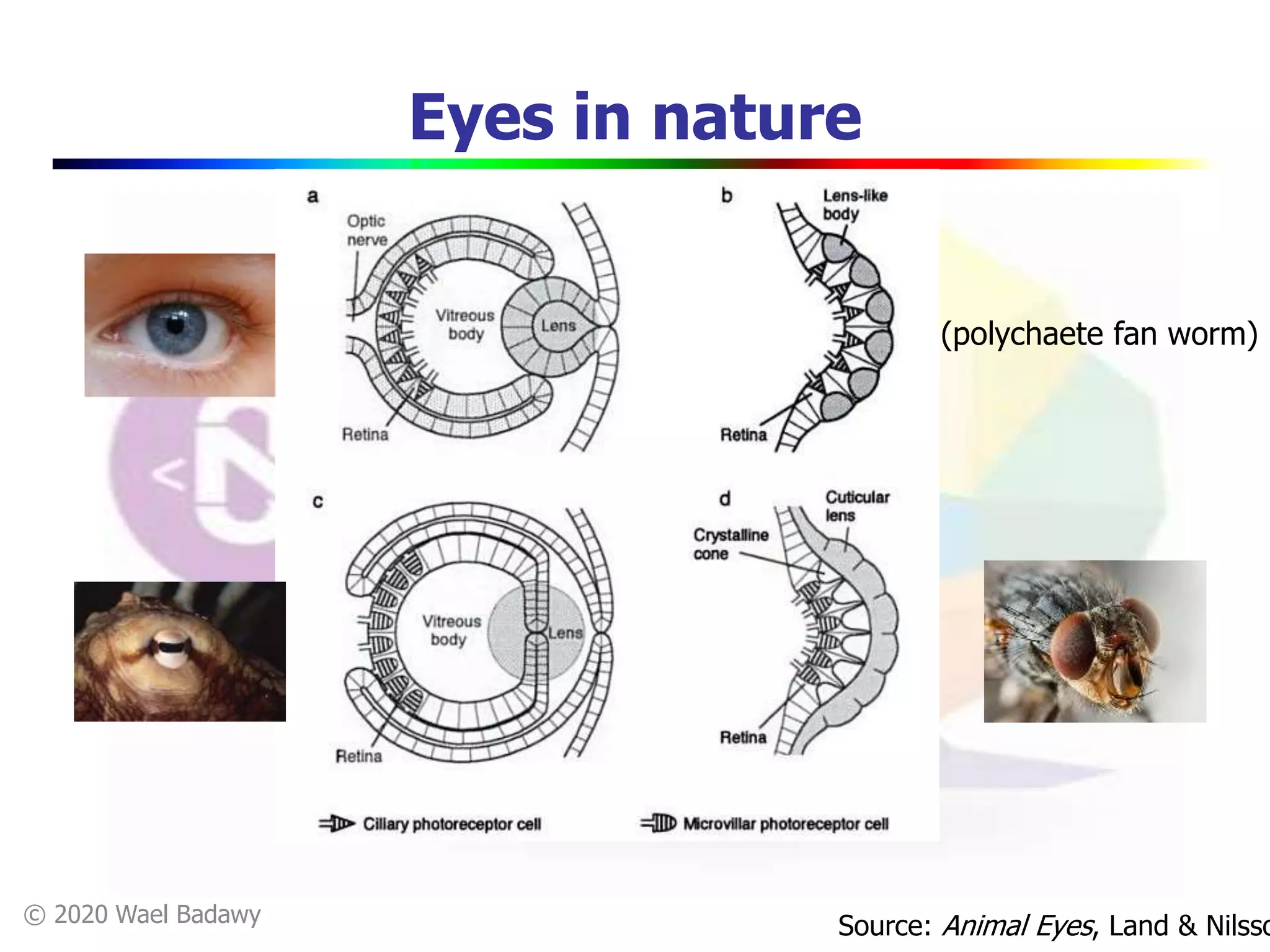 Computer Vision Cameras | PPTX