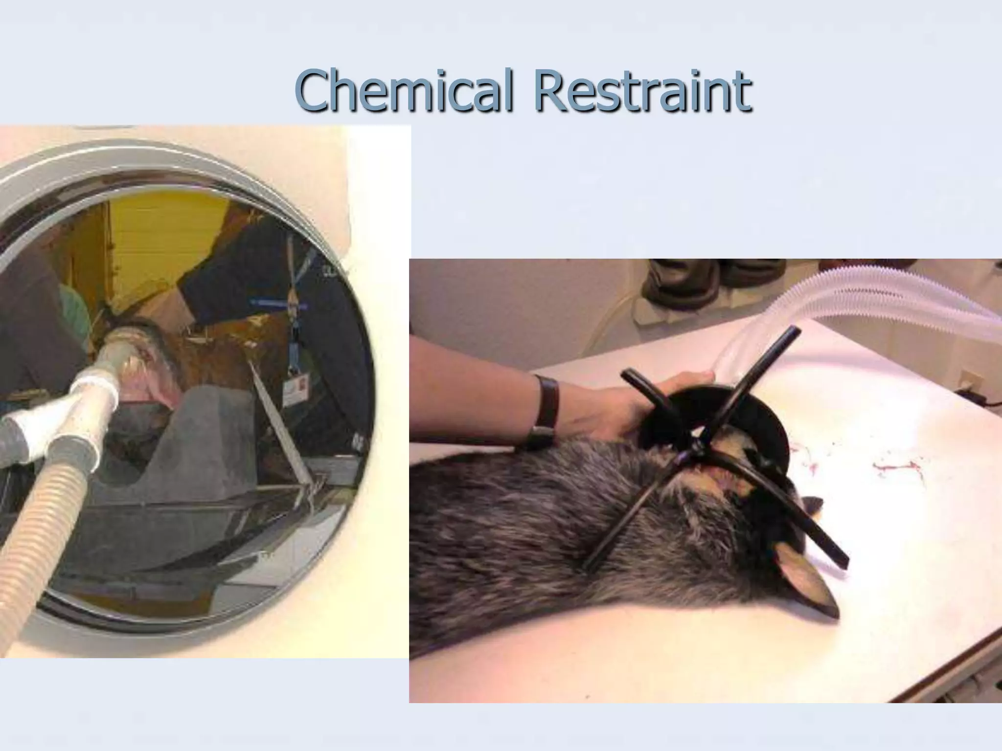 Lec 10 Chemical Restraint | PPTX