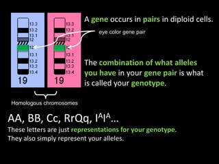 Lec10 Genetics Recap | PPTX | Eye and Vision Conditions | Diseases and ...