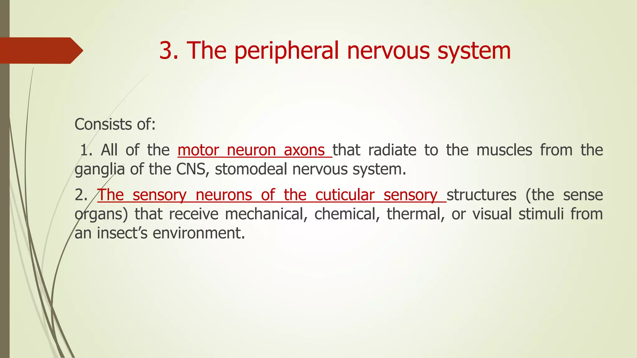 Insect Nervous System | PPTX | Brain and Nervous System Disorders ...