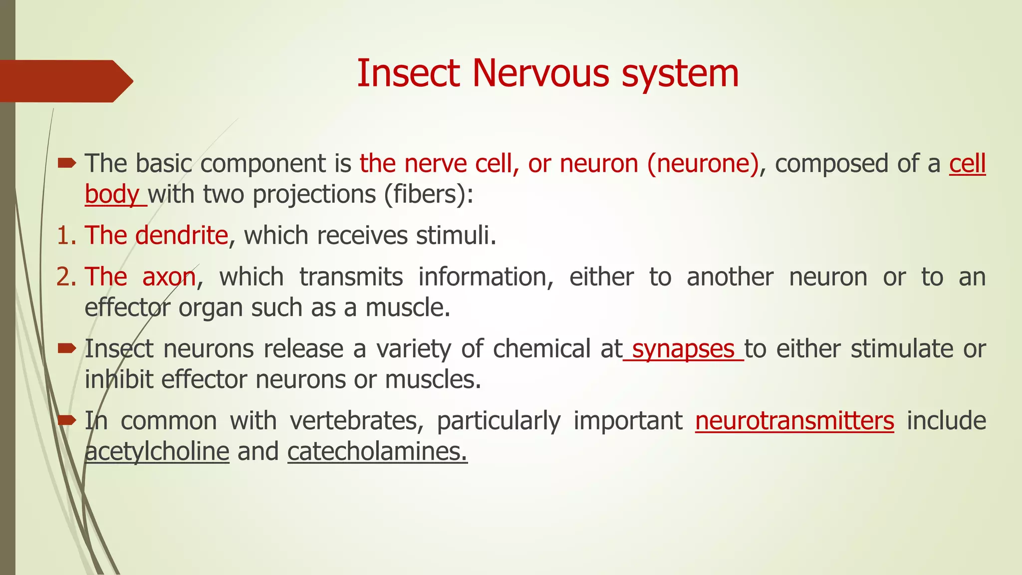 Insect Nervous System | PPTX | Brain and Nervous System Disorders ...