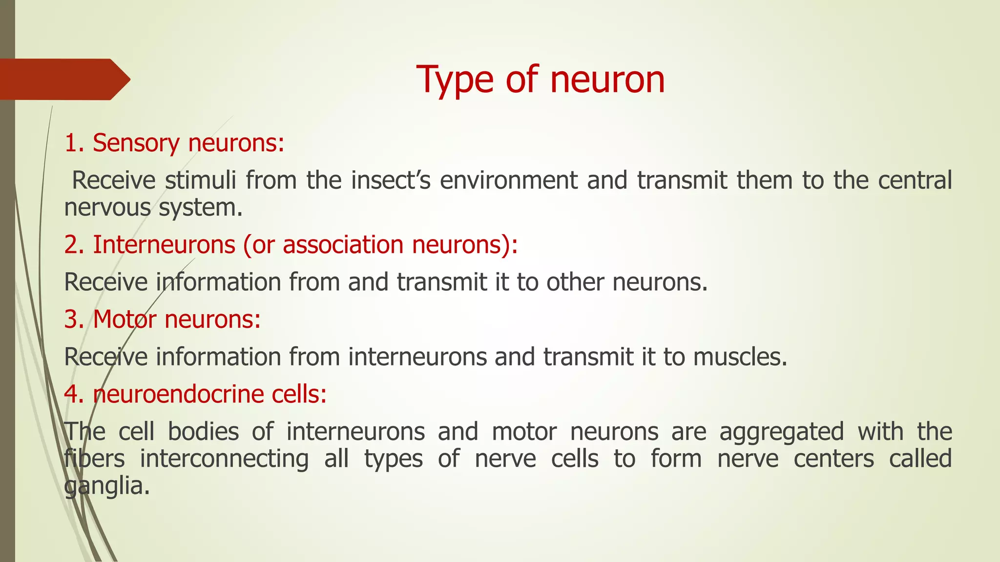 Insect Nervous System | PPTX