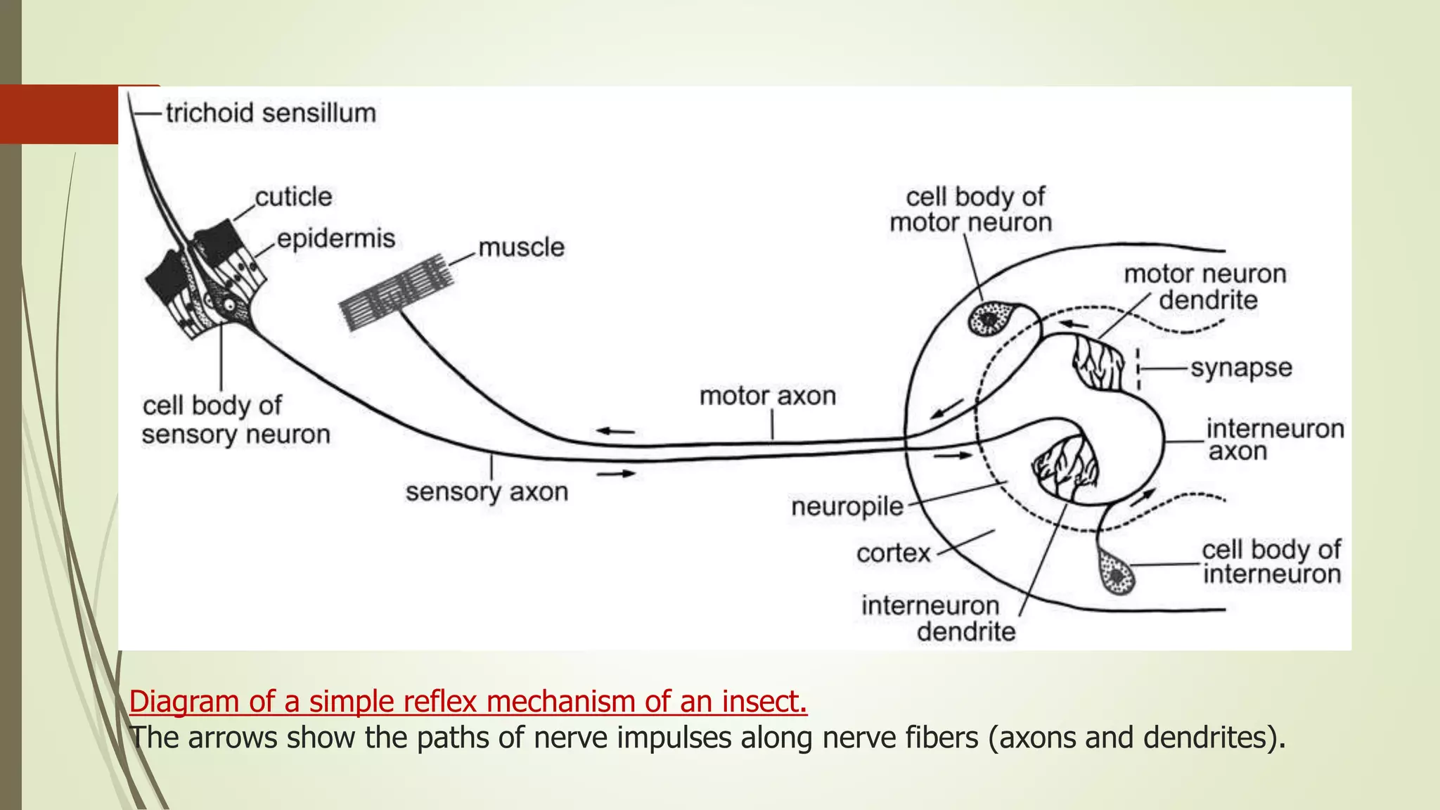 Insect Nervous System | PPTX