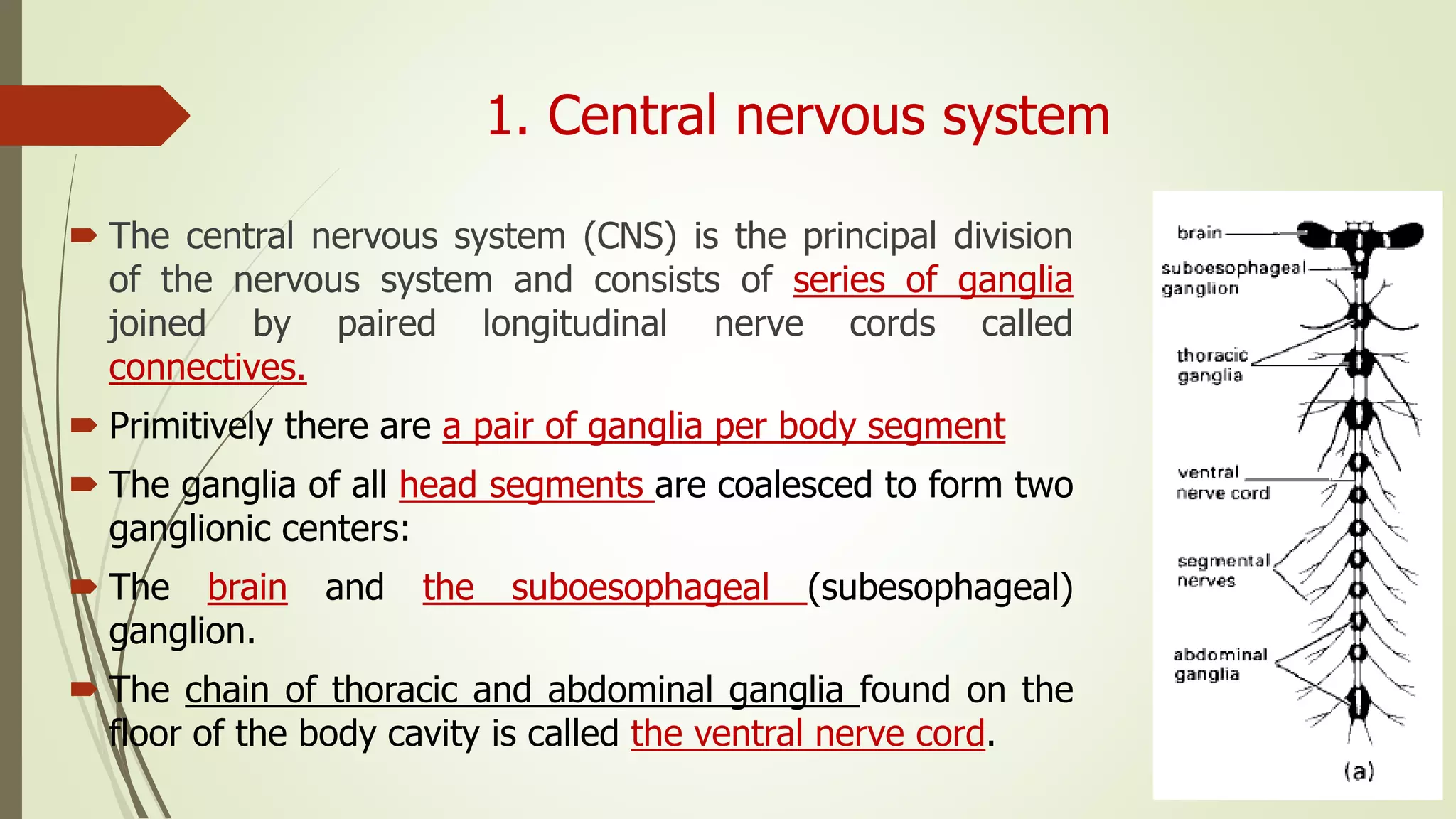 Insect Nervous System | PPTX