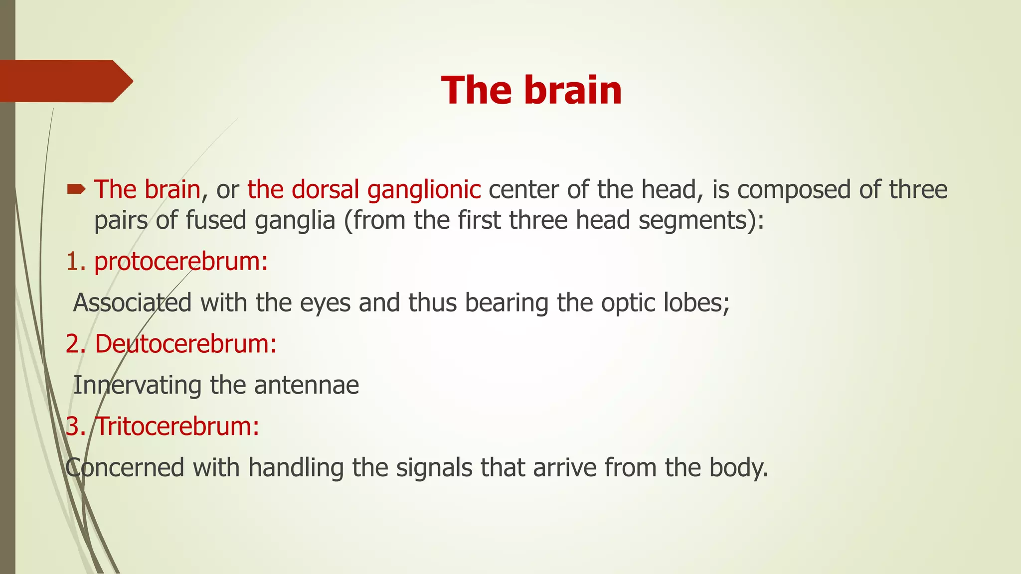 Insect Nervous System | PPTX