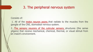 Insect Nervous System | PPTX