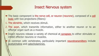 Insect Nervous System | PPTX