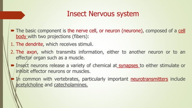Insect Nervous System | PPT