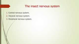 Insect Nervous System | PPTX
