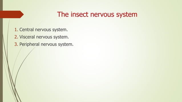 Insect Nervous System | PPTX | Brain and Nervous System Disorders ...
