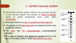 Insect Nervous System | PPTX