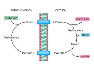 Citrate Pyruvate Shuttle