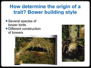Lec 10 Phylogenies And Origin Of Behaviors | ODP