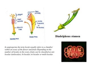 Lec 11.SST201-Greengram & blackgram seed production.pptx