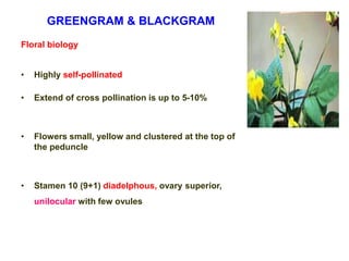 Lec 11.SST201-Greengram & blackgram seed production.pptx