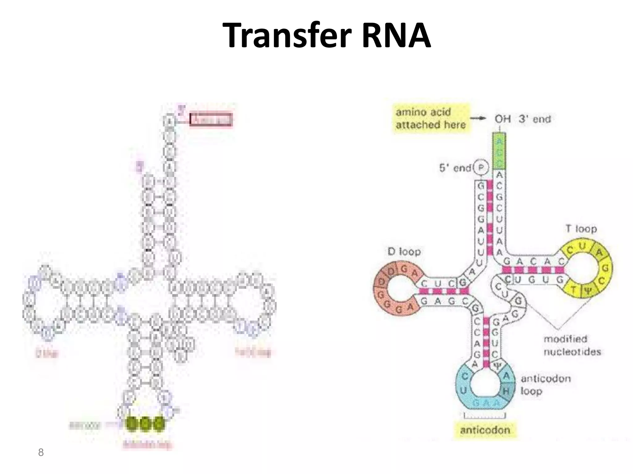 Lec11 level3-degeneticcodeandproteinbiosynthesis-130202043526-phpapp01 ...