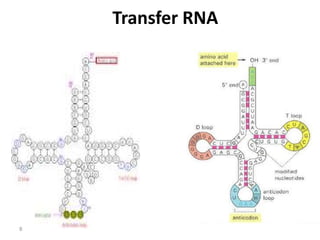 Lec11 level3-degeneticcodeandproteinbiosynthesis-130202043526-phpapp01 ...