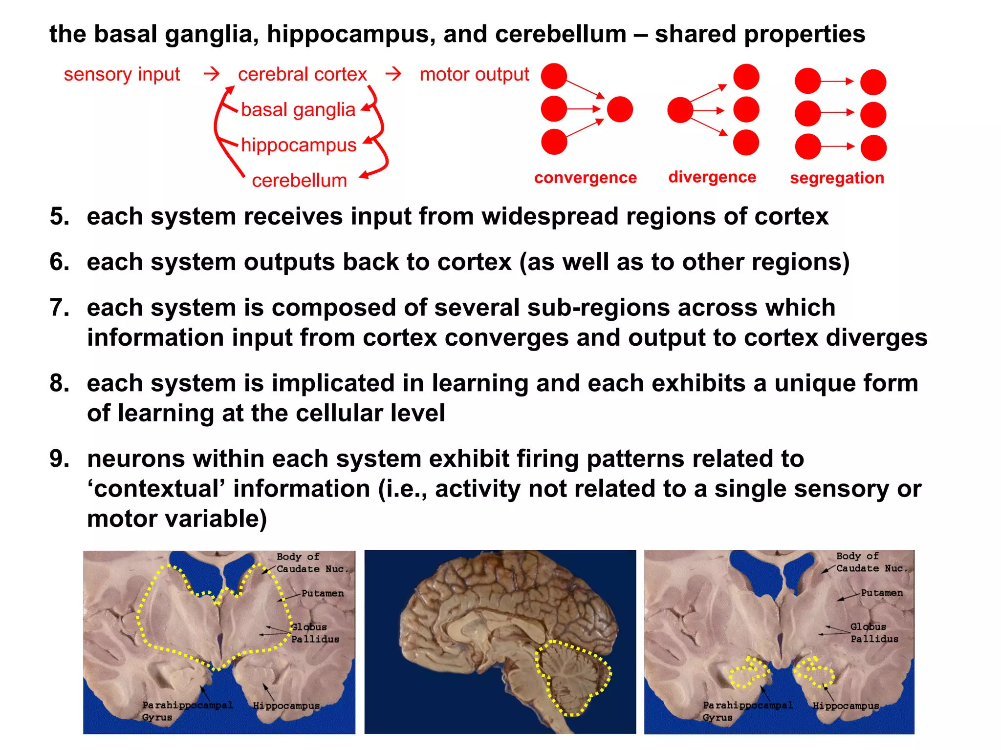 COGS 107B - Winter 2010 - Lecture 11 - Basal Ganglia and Cerebellum | PPT | Brain and Nervous ...