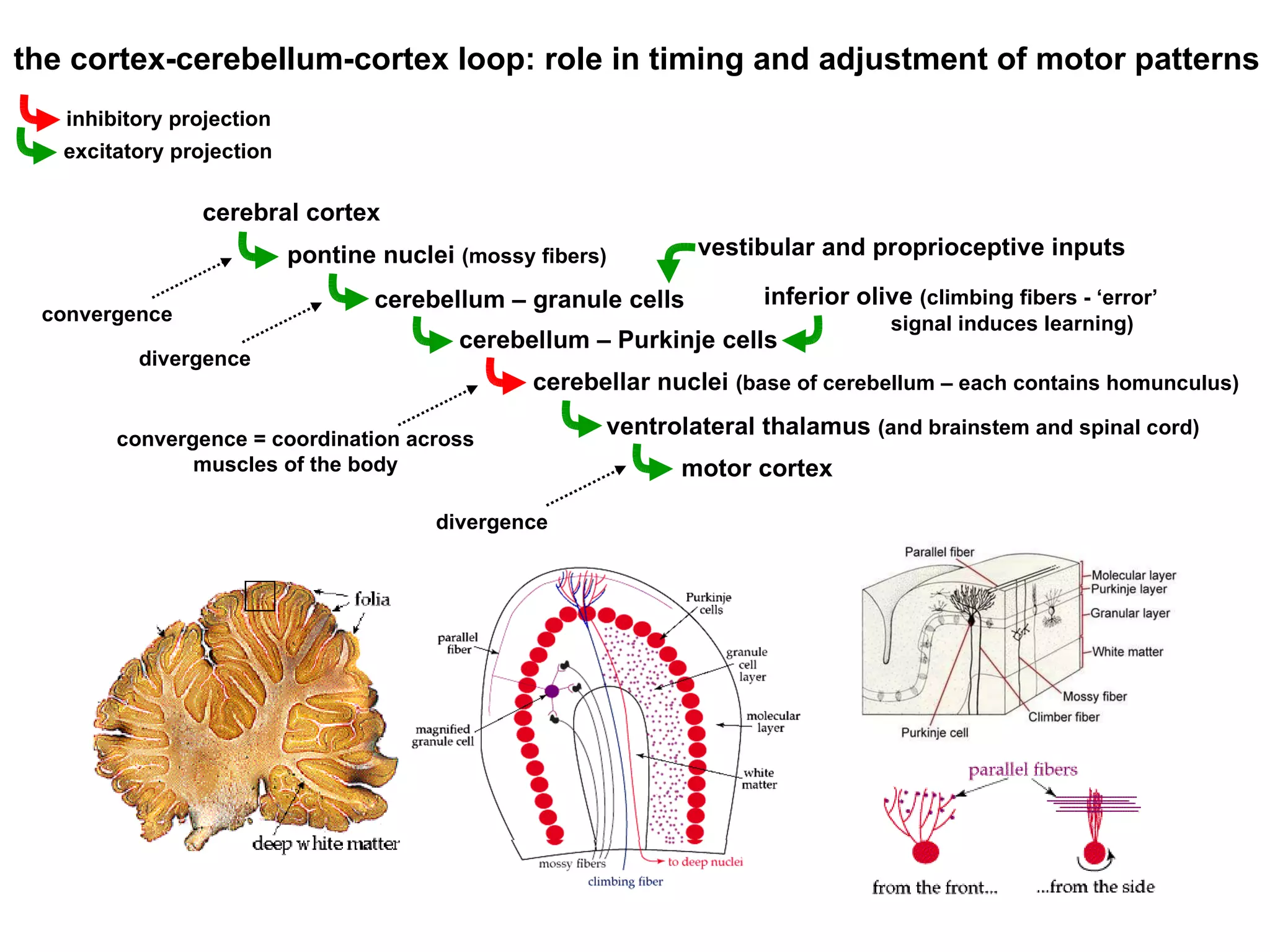 COGS 107B - Winter 2010 - Lecture 11 - Basal Ganglia and Cerebellum | PPT | Brain and Nervous ...
