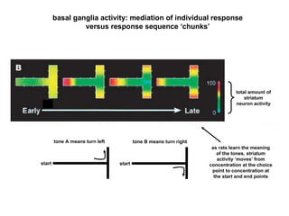 COGS 107B - Winter 2010 - Lecture 11 - Basal Ganglia and Cerebellum ...