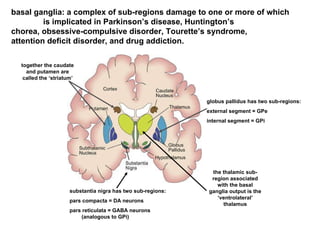 COGS 107B - Winter 2010 - Lecture 11 - Basal Ganglia and Cerebellum ...
