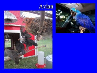Lec 11 12 Avian | PPTX