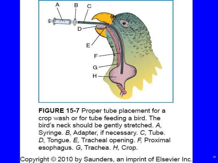 Lec 11 12 Avian
