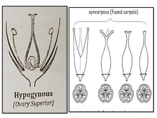 Lec, 11 (a), Sesamum.pptx FLORAL BIOLOGY, EMASCULATION AND CROSSING | PPTX