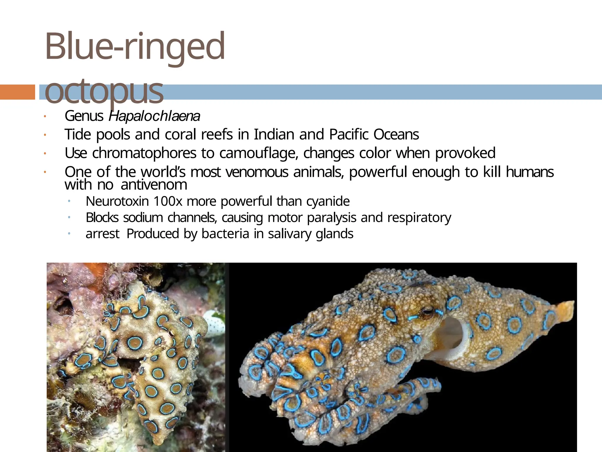 Zoology lecture note slidescephalopods.pptx