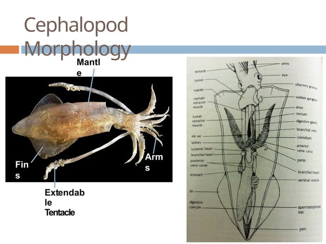 Zoology lecture note slidescephalopods.pptx
