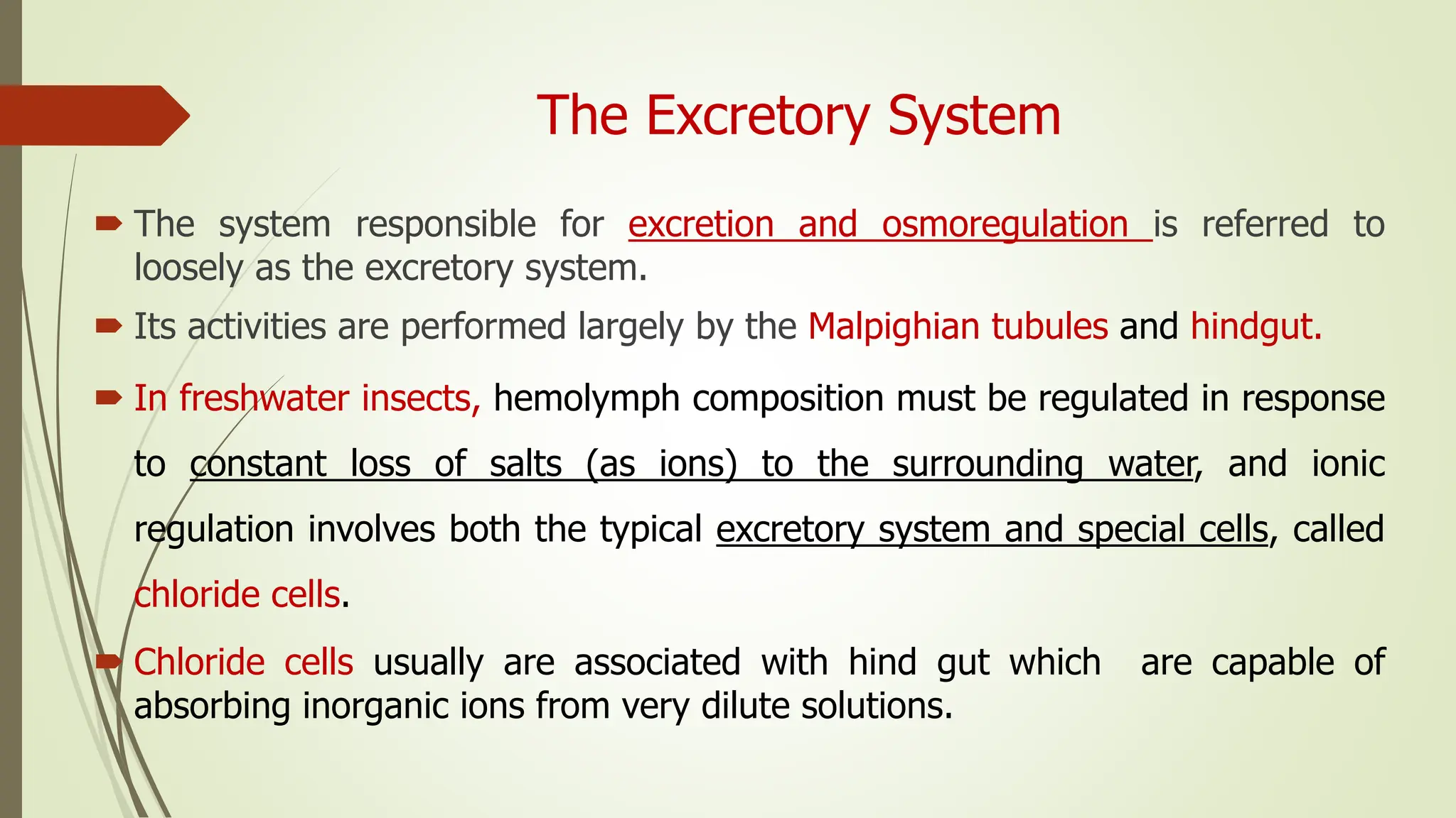 lec11insectexcretorysystem-200829201401.pdf