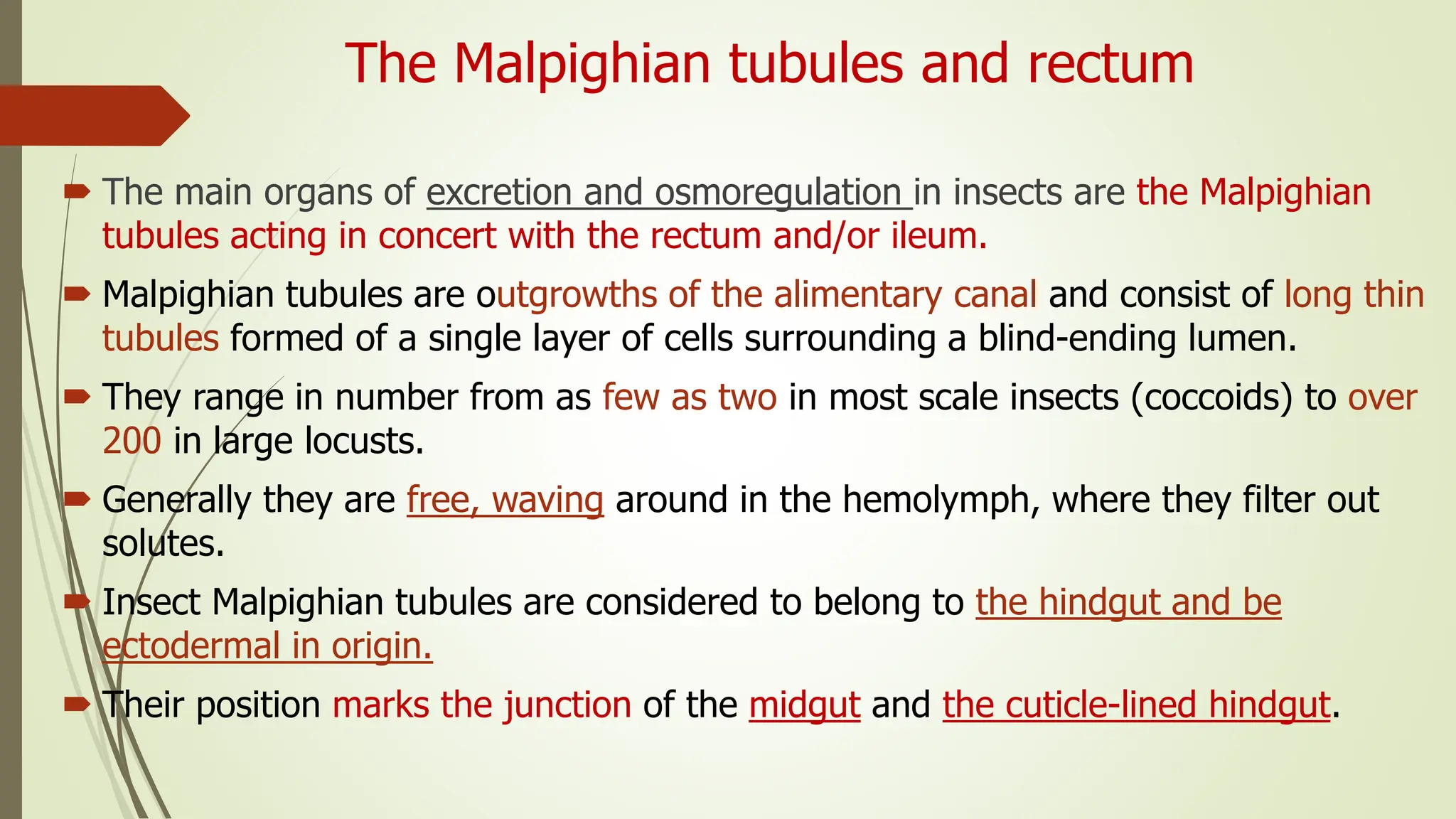 lec11insectexcretorysystem-200829201401.pdf