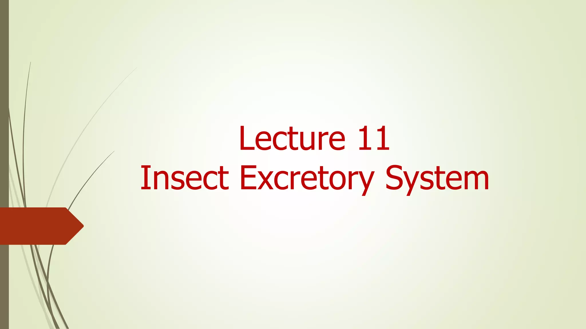 Insect Excretory System | PPTX