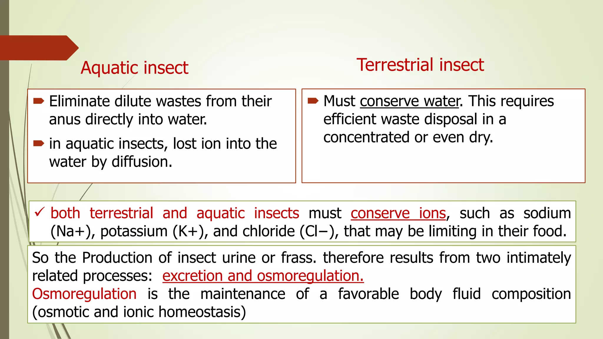 Insect Excretory System | PPTX