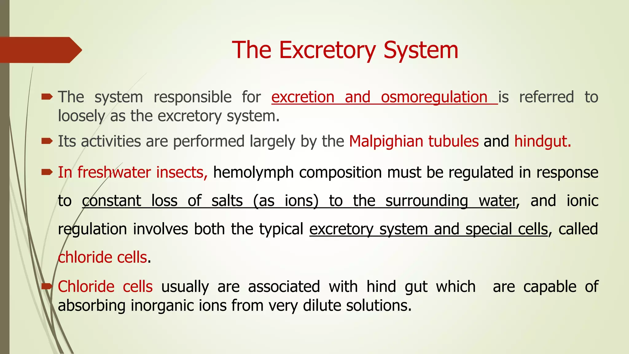 Insect Excretory System | PPTX