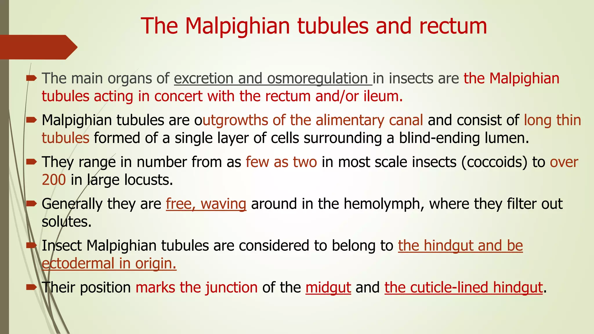 Insect Excretory System | PPTX