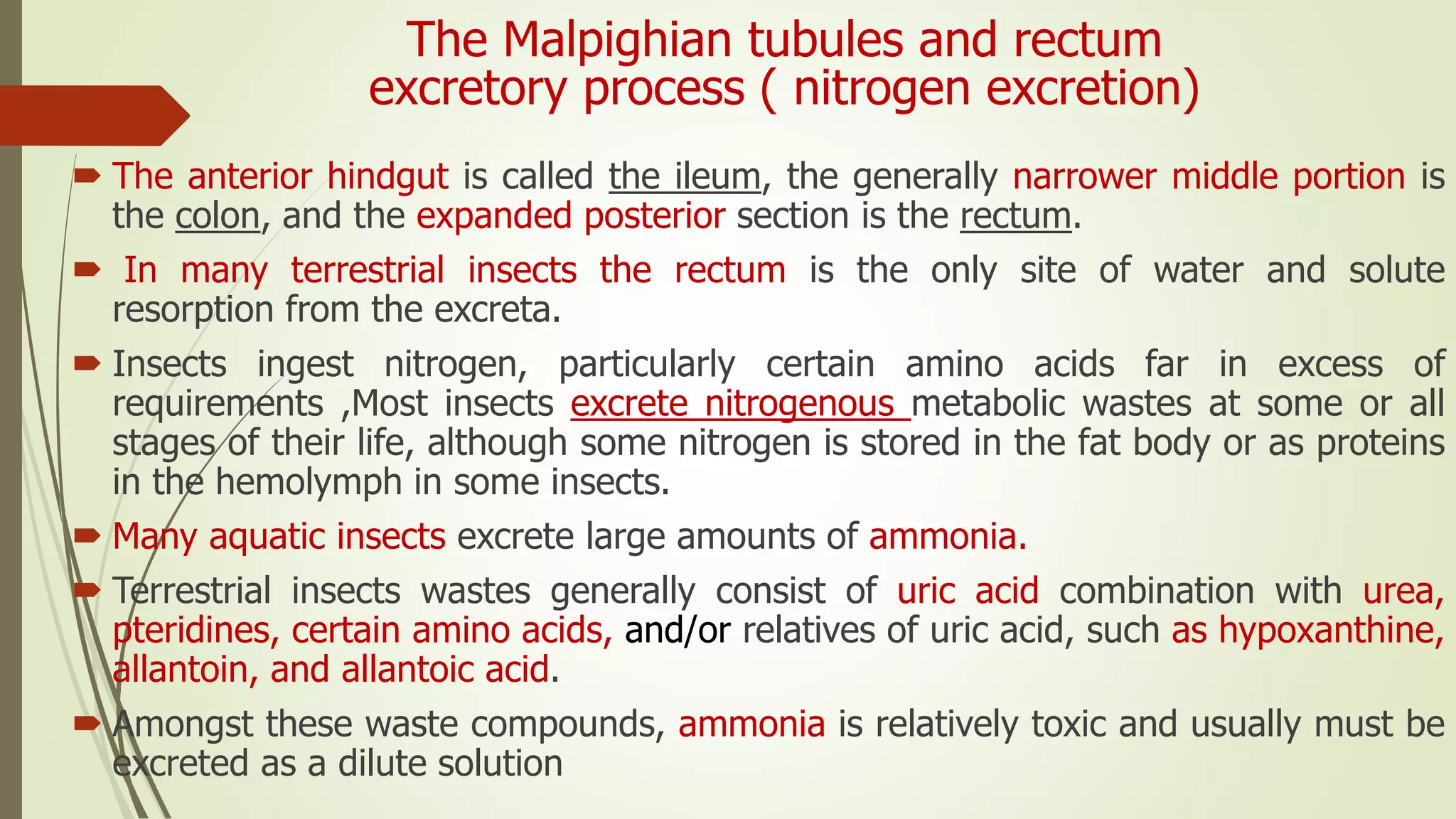 Insect Excretory System | PPTX