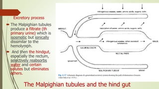 Insect Excretory System | PPTX