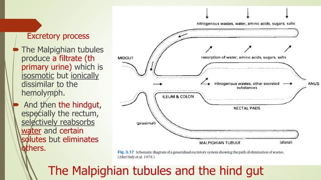 Insect Excretory System | PPTX