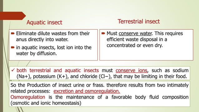 Insect Excretory System | PPTX