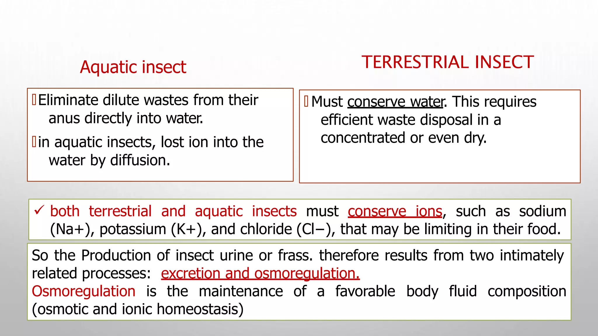 lec11insectexcretorysystem-200829201401 (1).pptx