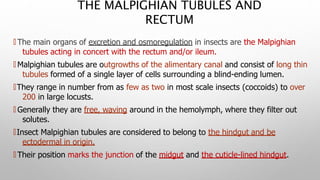 lec11insectexcretorysystem-200829201401 (1).pptx