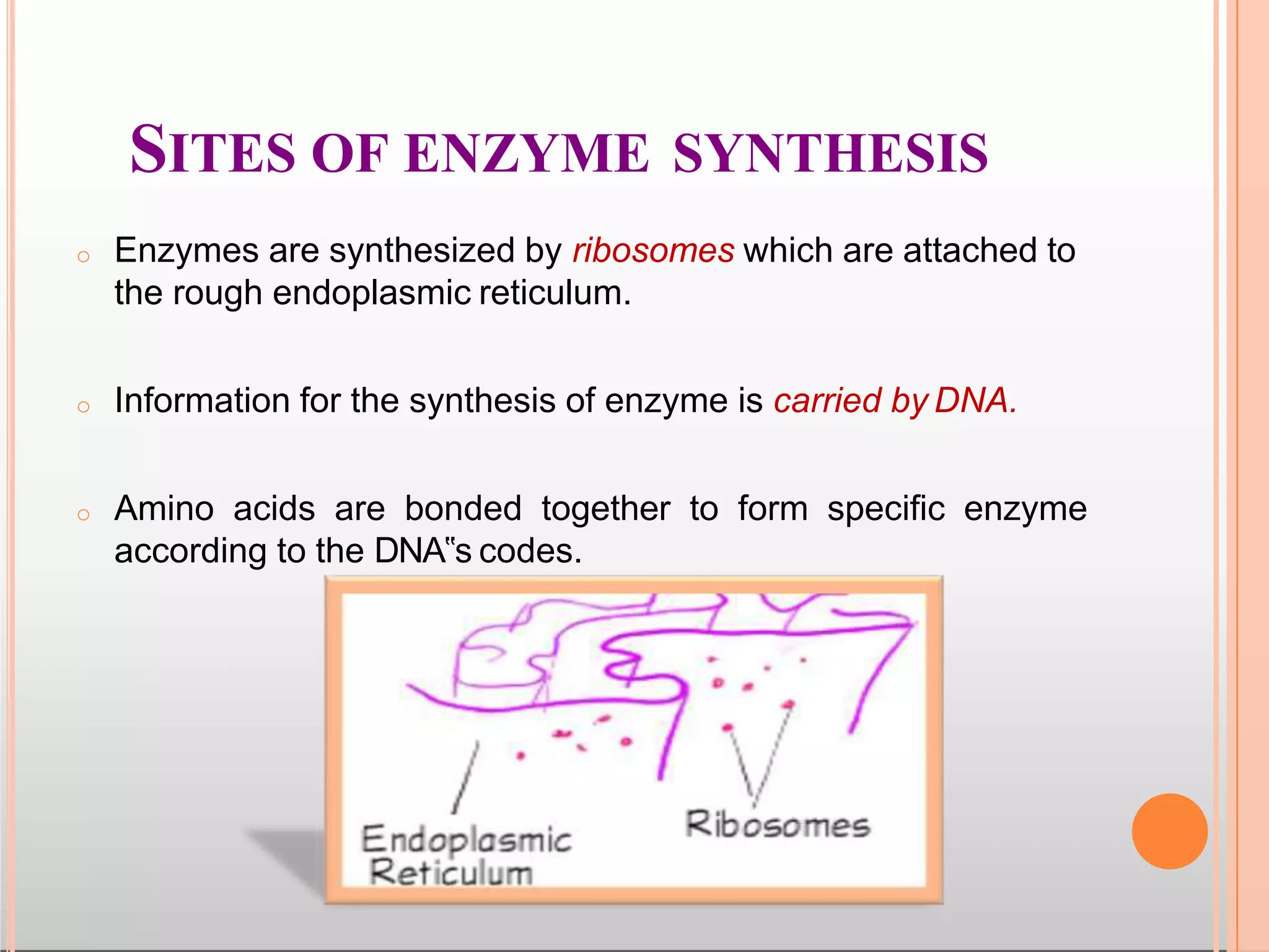 CHEMISTRY OF ENZYMES | PPTX | Chemistry | Science