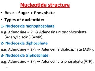 Lec 12 level 3-nu (gene expression and synthesis of protein) | PPT