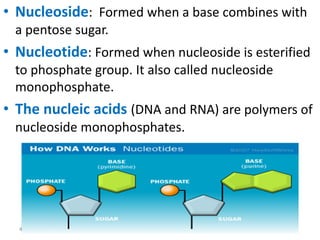 Lec 12 level 3-nu (gene expression and synthesis of protein) | PDF
