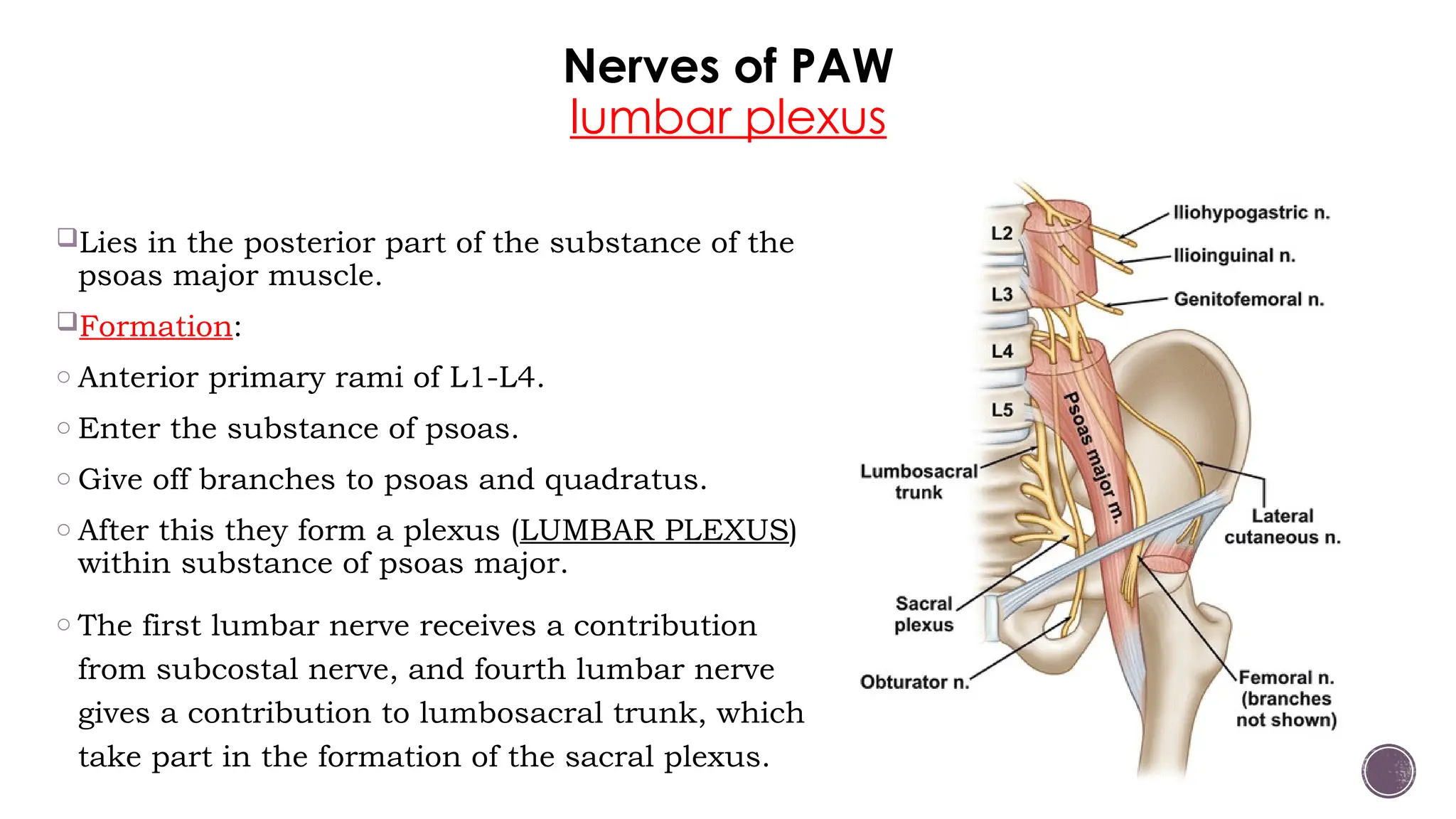 Anatomy of the abdominal system Nerves.pptx