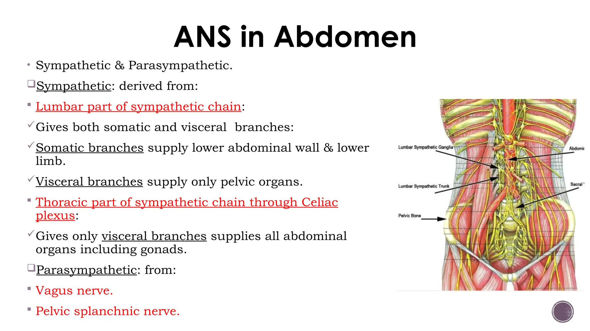 Anatomy of the abdominal system Nerves.pptx